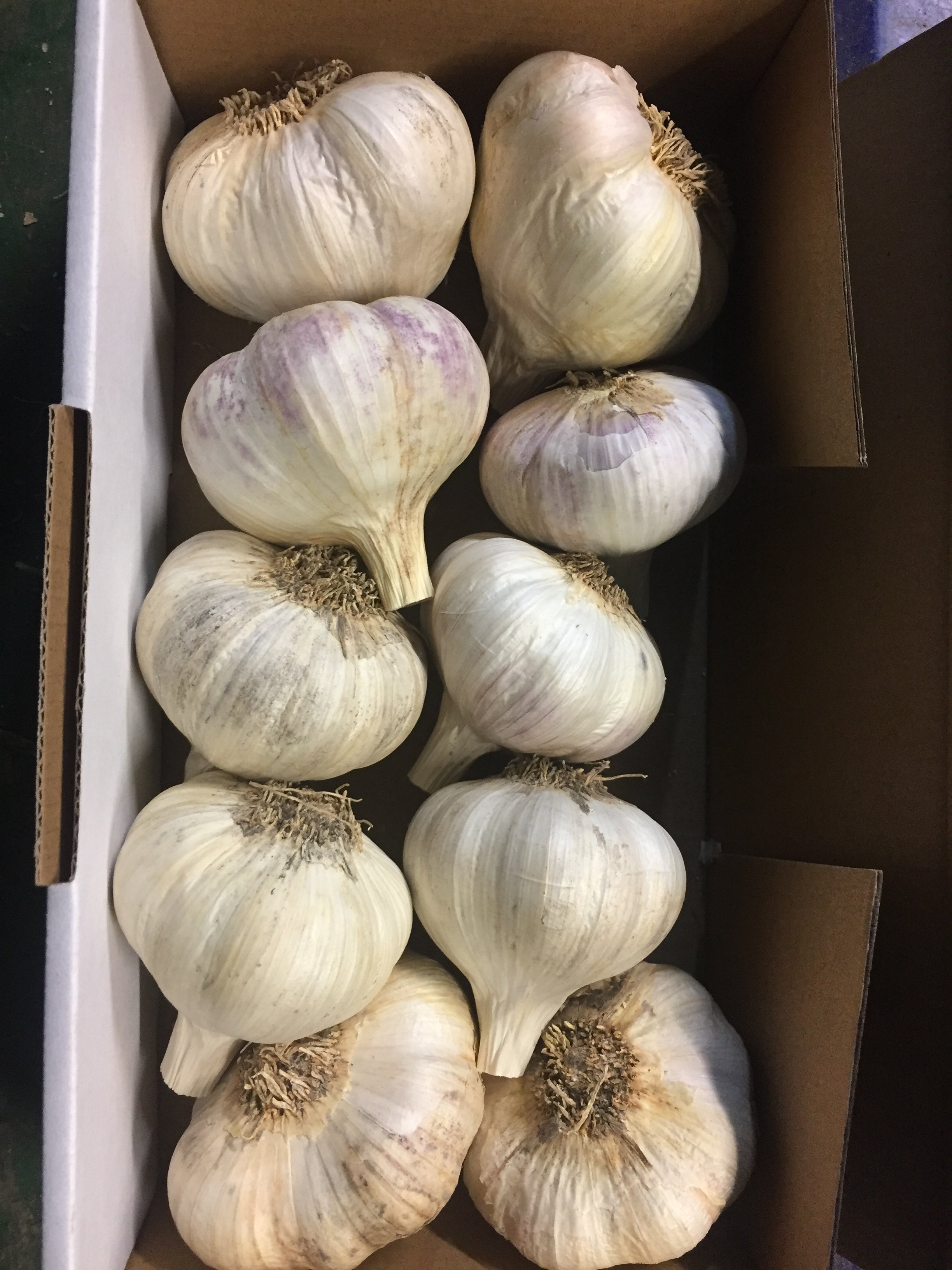 Monthly Garlic Plan Promotion – Te Mata Garlic Limited