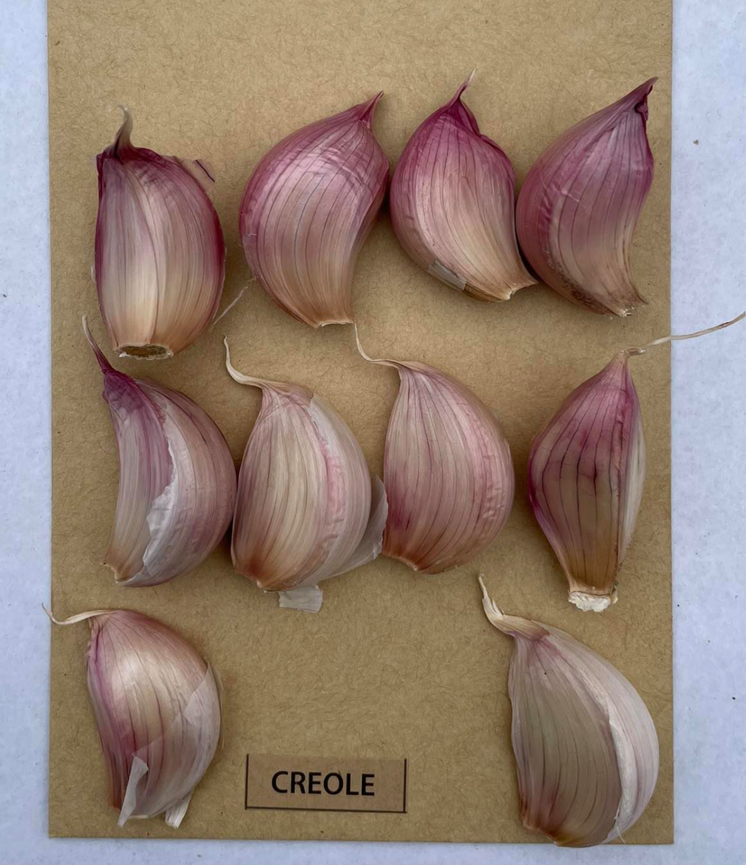 Collections – Te Mata Garlic Limited